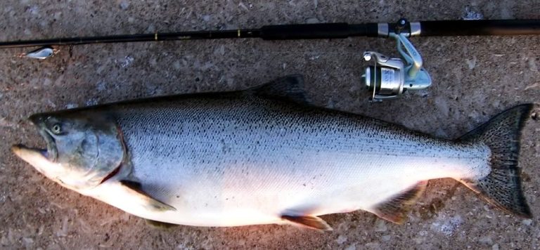 ODFW Allows Limited Fall Chinook Salmon Angling on Umpqua River ...